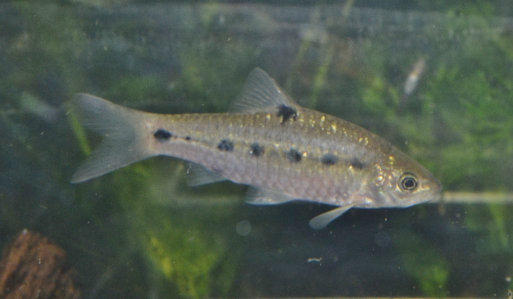 Puntius sp. カンボジアスポットバルブ - プラゼール水生生物研究所