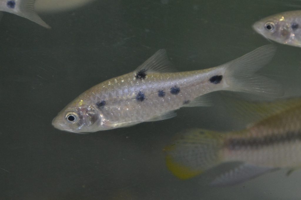 Puntius sp. カンボジアスポットバルブ - プラゼール水生生物研究所