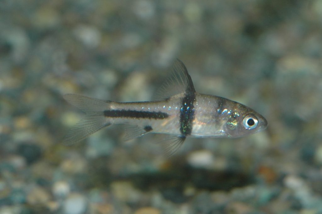 Barbodes lateristriga (Valenciennes, 1842) ポストフィッシュ - プラゼール水生生物研究所
