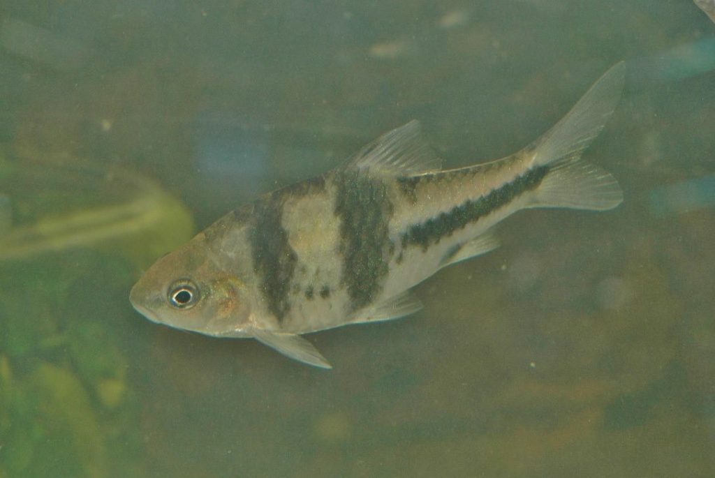 Barbodes lateristriga (Valenciennes, 1842) ポストフィッシュ - プラゼール水生生物研究所