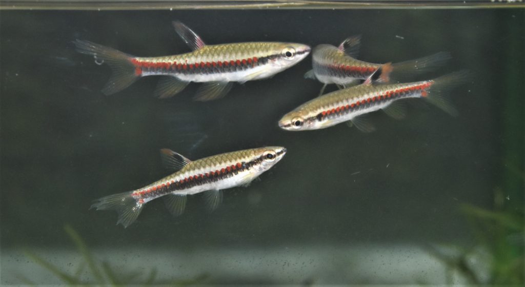 Copella callolepis (Regan, 1912) コペラ・カーロレピス - プラゼール水生生物研究所