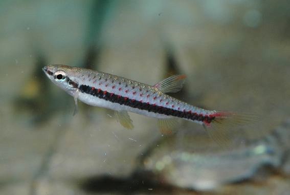 Copella callolepis (Regan, 1912) コペラ・カーロレピス - プラゼール水生生物研究所