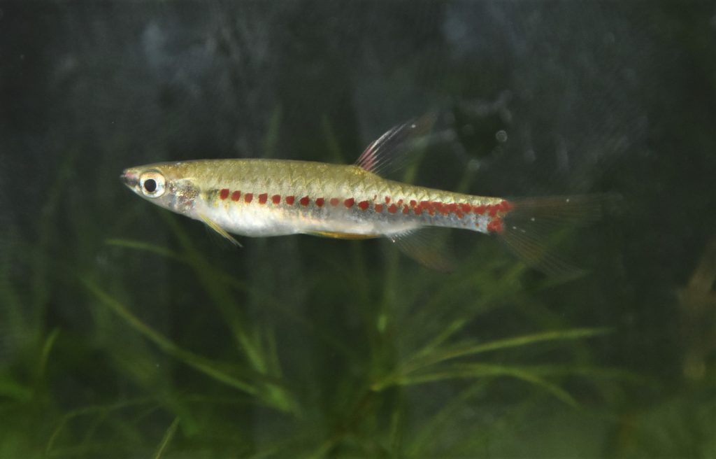 Copella callolepis (Regan, 1912) コペラ・カーロレピス - プラゼール水生生物研究所