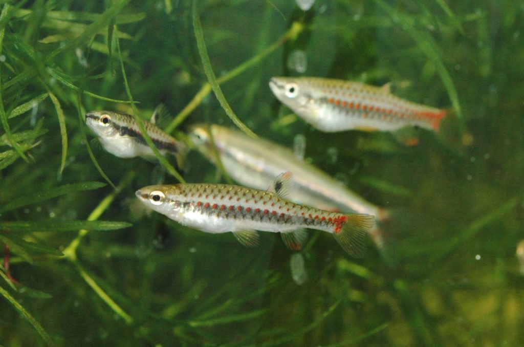 Copella callolepis (Regan, 1912) コペラ・カーロレピス - プラゼール水生生物研究所