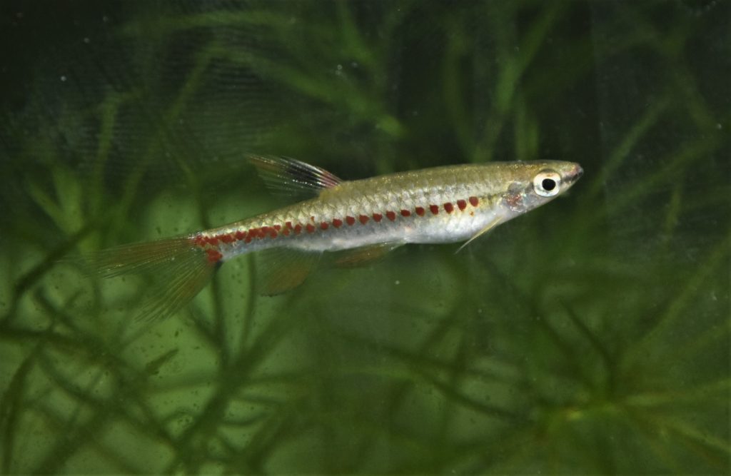 Copella callolepis (Regan, 1912) コペラ・カーロレピス - プラゼール水生生物研究所