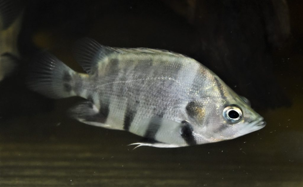 Datnioides polota (Hamilton, 1822) メニーバータイガー - プラゼール水生生物研究所