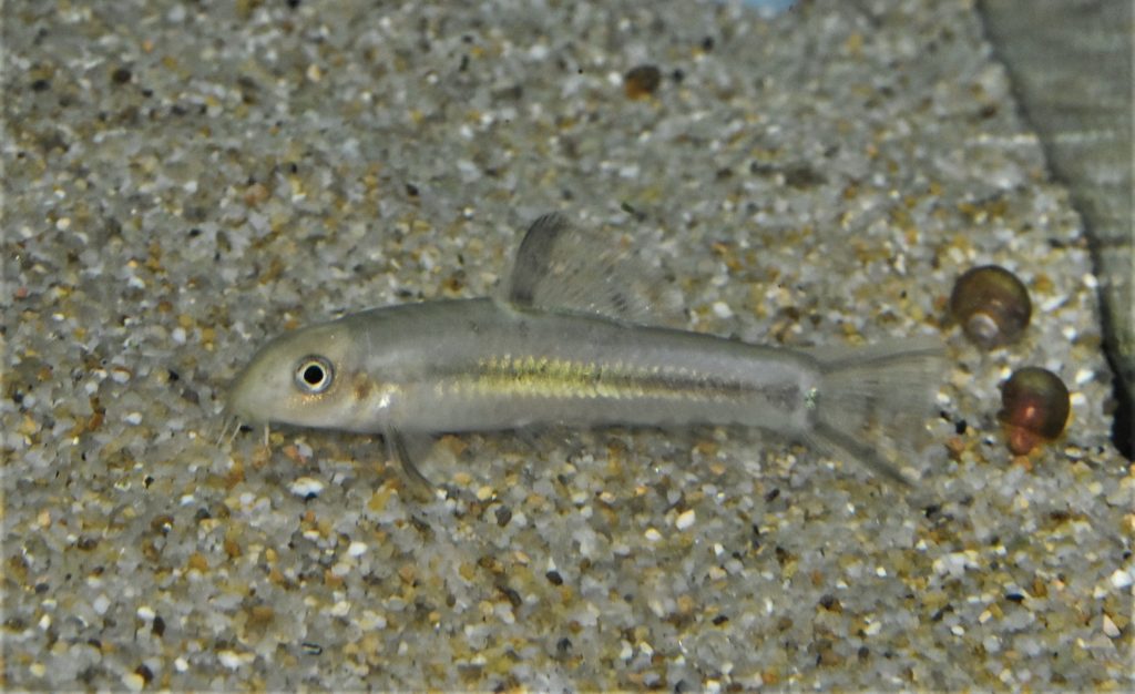 Traccatichthys pulcher (Nichols & Pope, 1927) チャイニーズレインボーローチ - プラゼール水生生物研究所