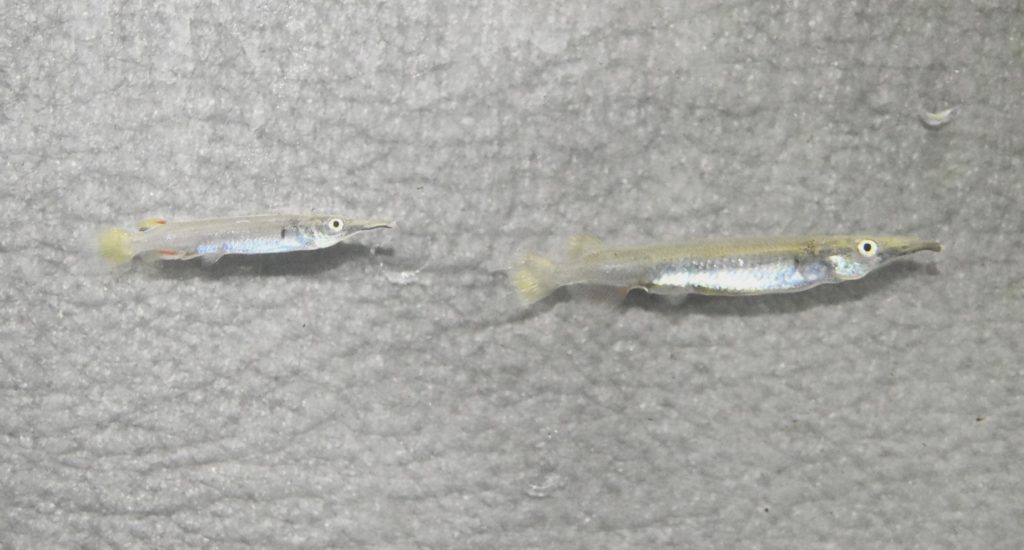 Dermogenys pusilla Kuhl & van Hasselt, 1823 デルモゲニ sp. ワイルド - プラゼール水生生物研究所