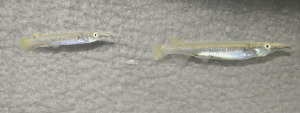 Dermogenys pusilla Kuhl & van Hasselt, 1823 デルモゲニ sp. ワイルド - プラゼール水生生物研究所