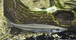 カラシン類 - プラゼール水生生物研究所